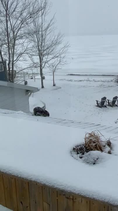 Beaver Slips Off Snowy Roof! | Jukin Licensing