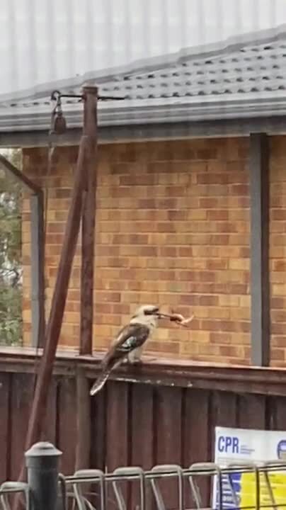 Kookaburra Uses Fence to Stun Frog! | Jukin Licensing