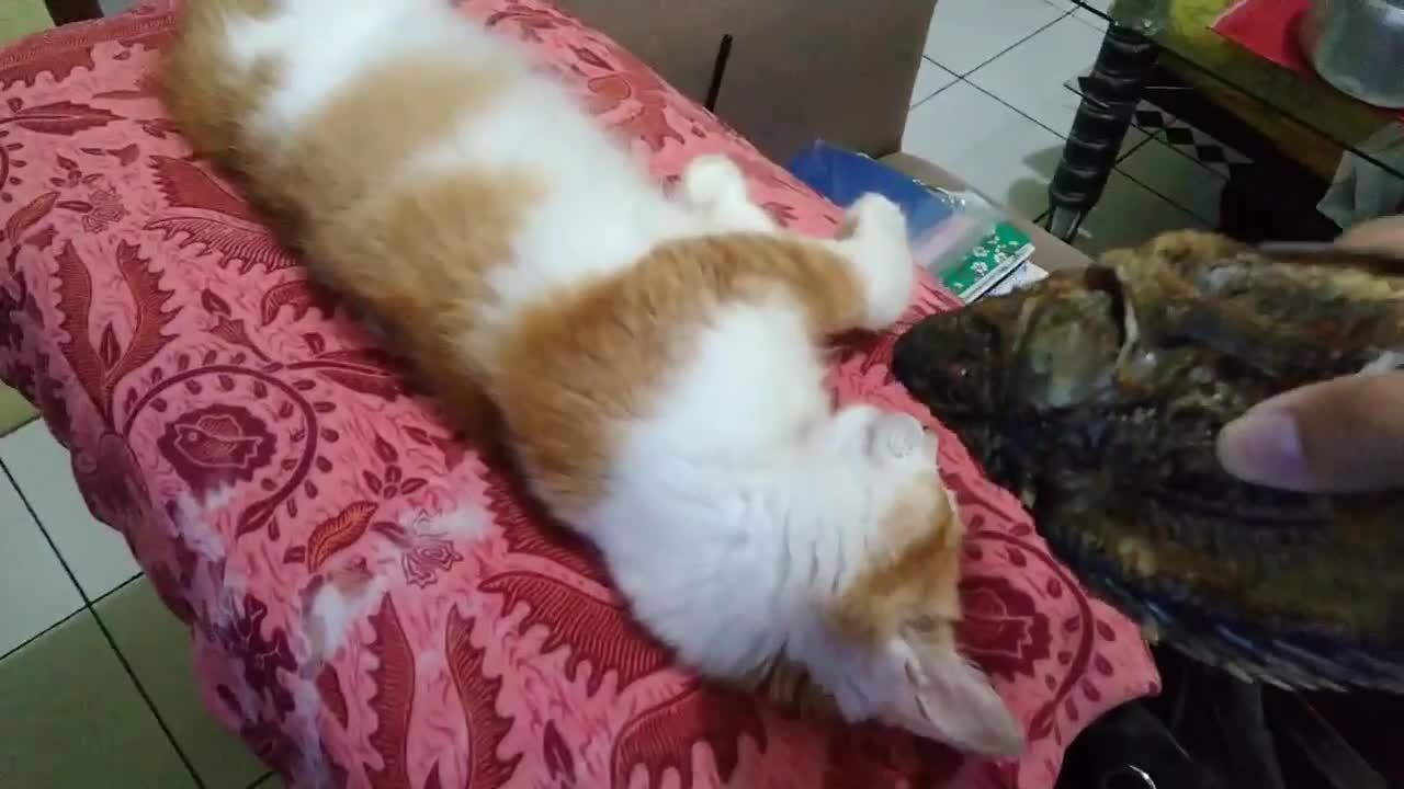 Kitten Instantly Perks Up After Catching Whiff Of Fish | Jukin Licensing