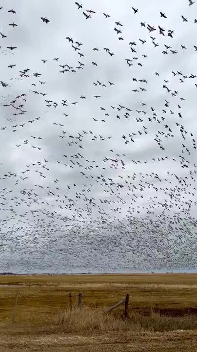 Person Captures Flock of Birds Flying Together in Sky | Jukin Licensing