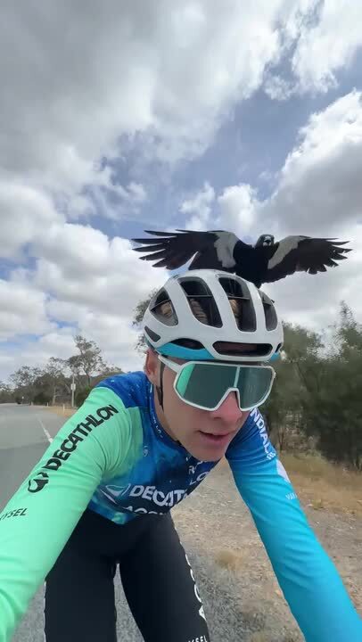 Magpie Repeatedly Attacks Man While He Rides Bicycle | Jukin Licensing