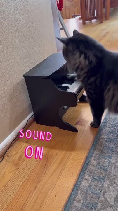 Cat Plays Piano in Most Adorable Way | Jukin Licensing