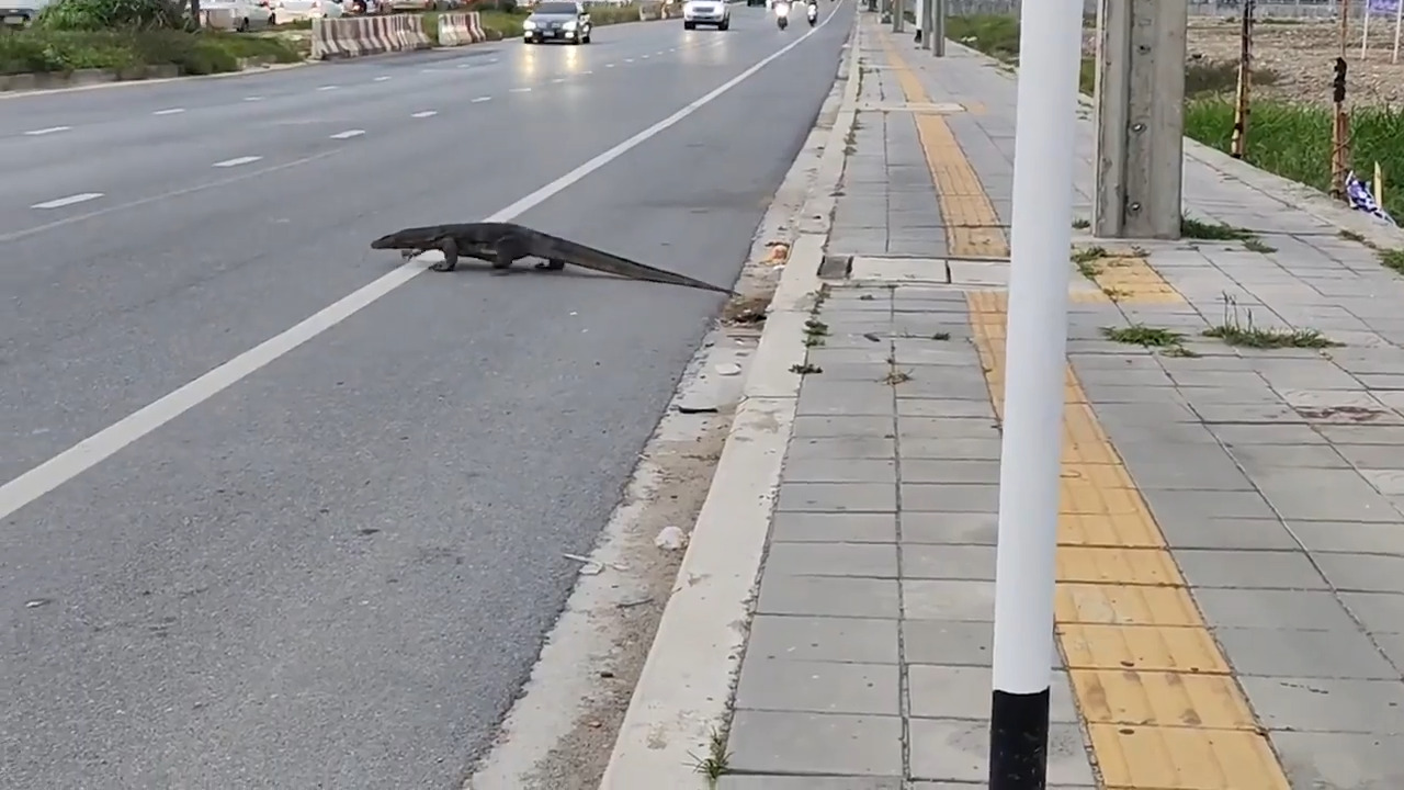 Massive Monitor Lizard Causes Traffic Chaos | Jukin Licensing