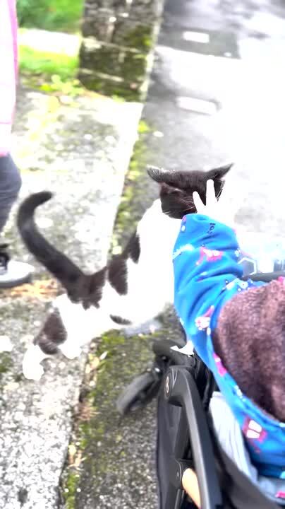 Pole Dancing Cat | Jukin Licensing