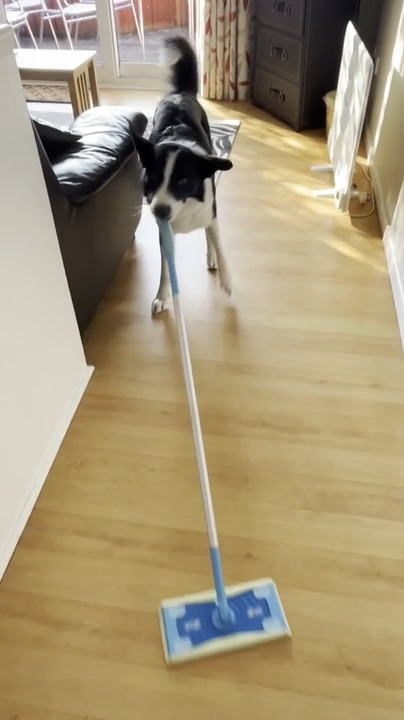 Dog Sweeps Floor With Sweeper | Jukin Licensing
