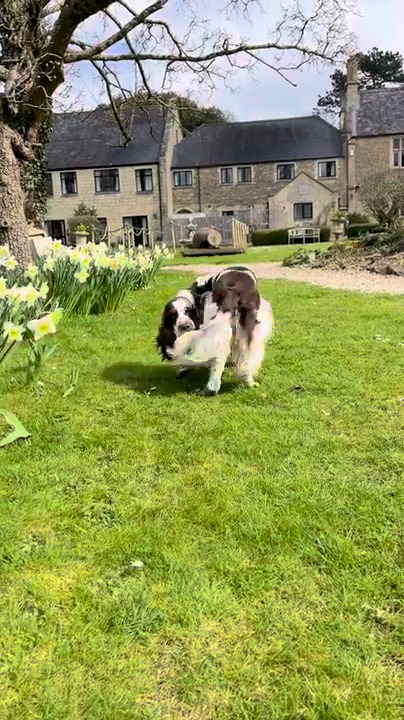 Dog Tries to Catch Their Own Tail | Jukin Licensing