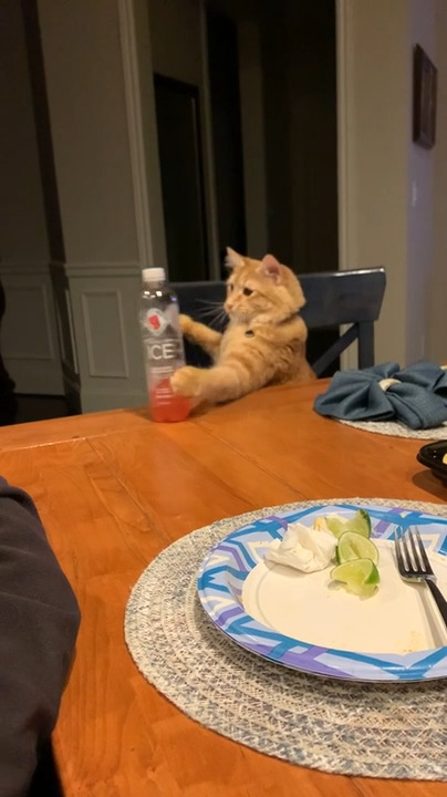 Cat Knocks Bottle Off Table | Jukin Licensing