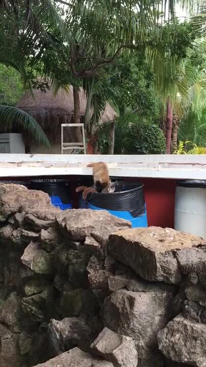 Animals Dig Through Trash Can for Food | Jukin Licensing