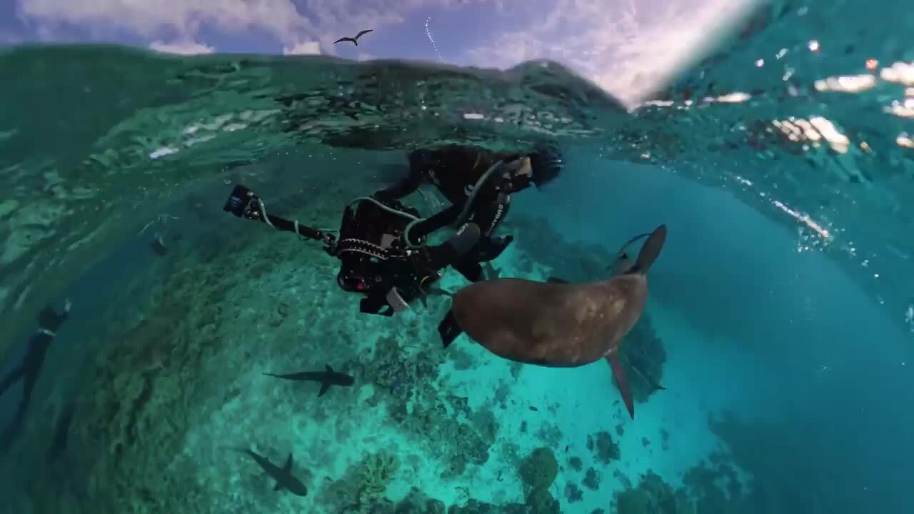 Bee Swarm Takes Over Scooter | Jukin Licensing