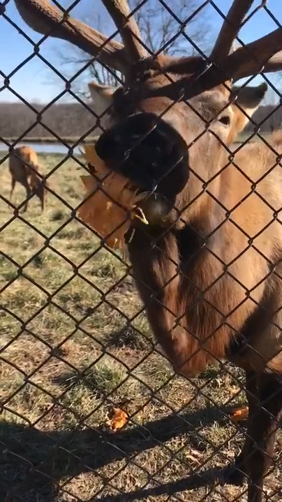 Moose Uses Fence to Snap Food in Half Before Eating | Jukin Licensing