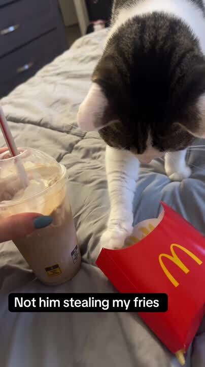 Cat Eyes Fries And Sneaks Closer To Grab One | Jukin Licensing