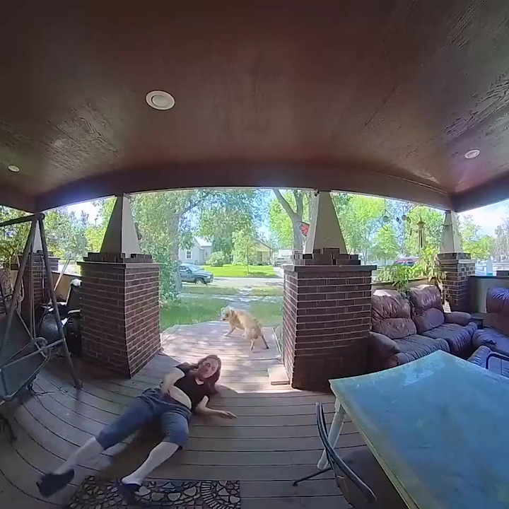 Dog Sitter Fails to Catch Dog Running Away | Jukin Licensing