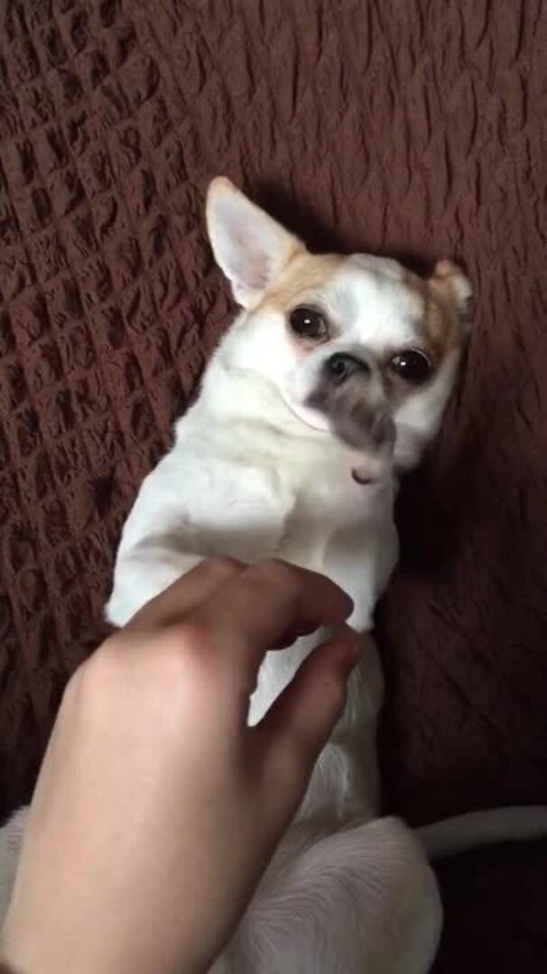 Pampered Pup Gets a Belly Rub | Jukin Licensing