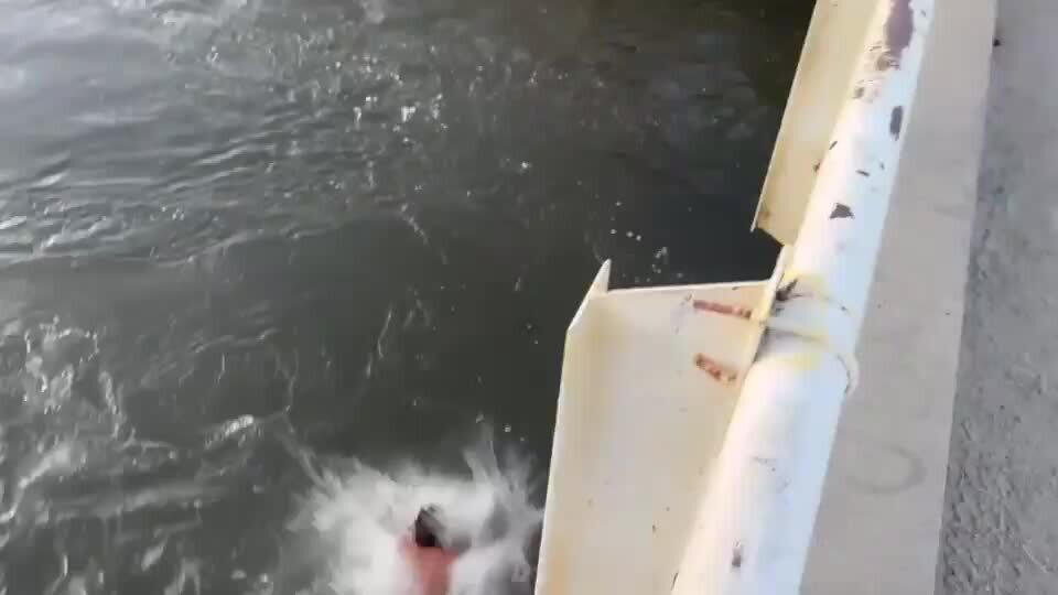 Man Hits Railing While Jumping From Bridge Into Water | Jukin Licensing