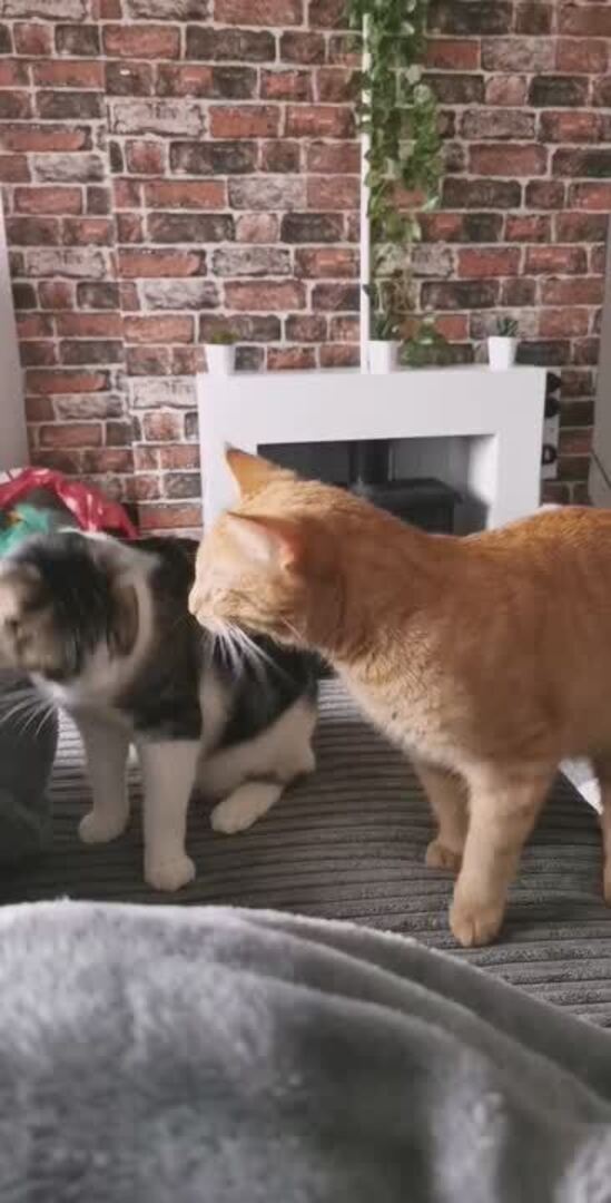 Cat Gets Spooked by Another Cat | Jukin Licensing