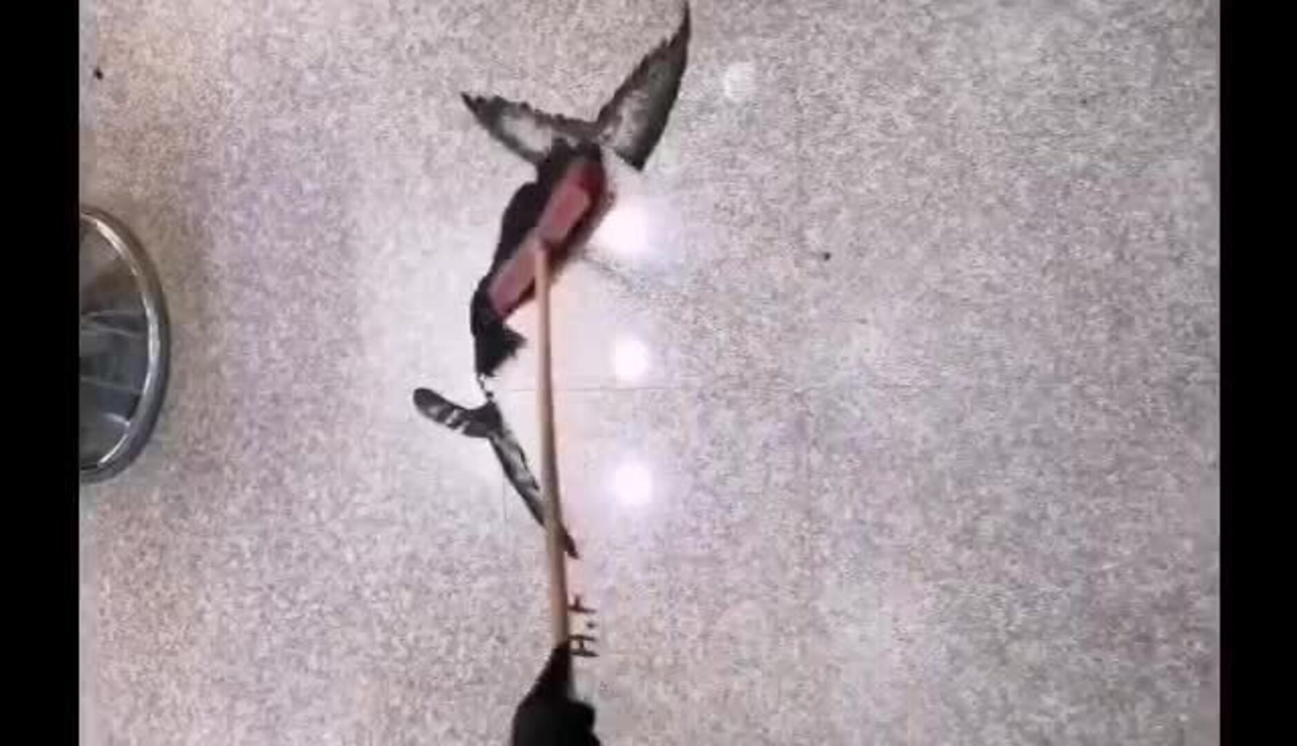 Artist Creates Animal Drawings with Hair | Jukin Licensing