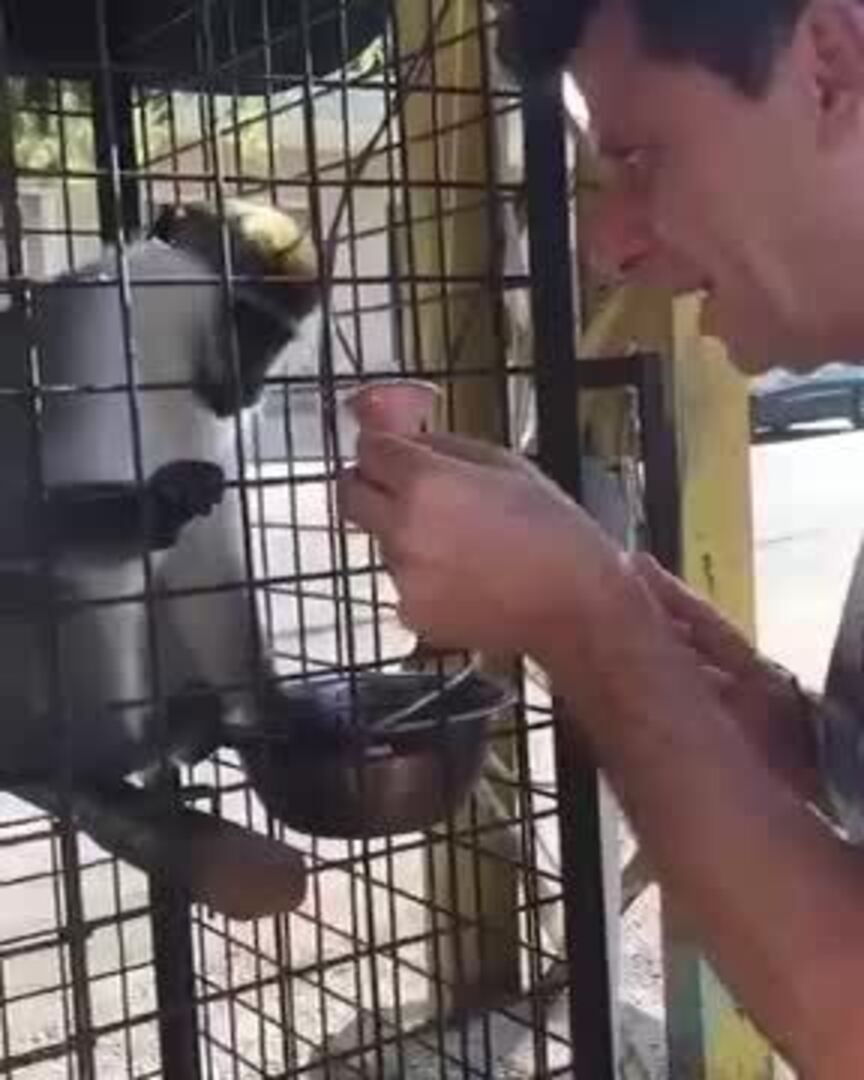 Monkey Slaps Man After Being Teased | Jukin Licensing