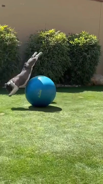 Excited Dog Accidentally Flips While Chasing Yoga Ball | Jukin Licensing