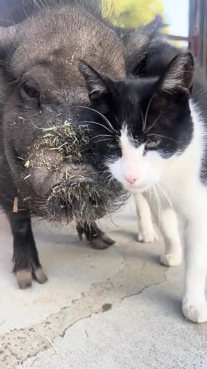 Cat Breaks Shelf by Jumping Over it While Their Cat Friend Was Lounging ...
