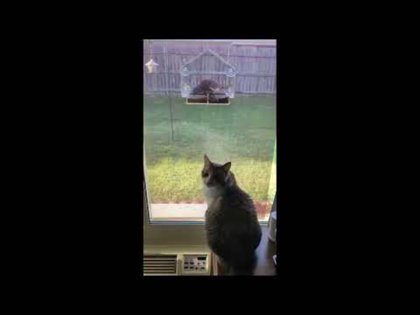 Tortoise Chases Cat | Jukin Licensing