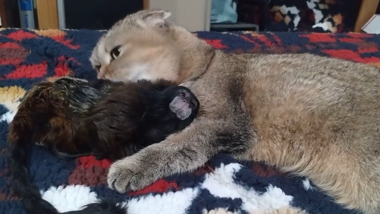 Playful Tabby Cat Swats at Finger | Jukin Licensing