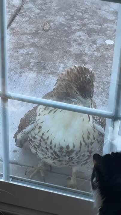 Cats Fixedly Stare at Giant Hawk Standing Outside Door | Jukin Licensing