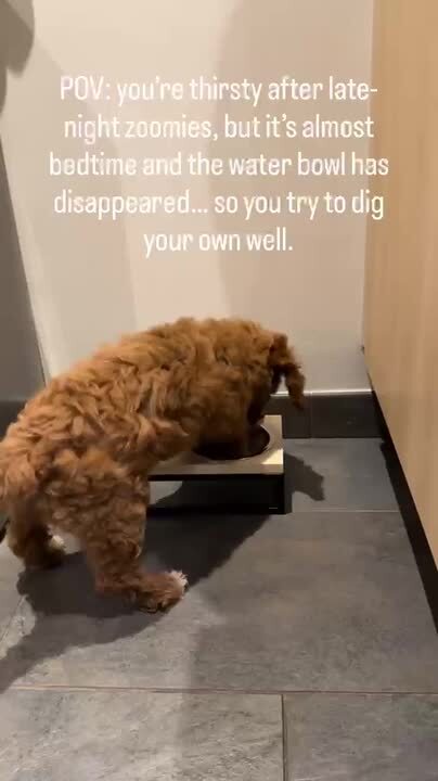 Chicken Follow Around Exercise Wheel | Jukin Licensing